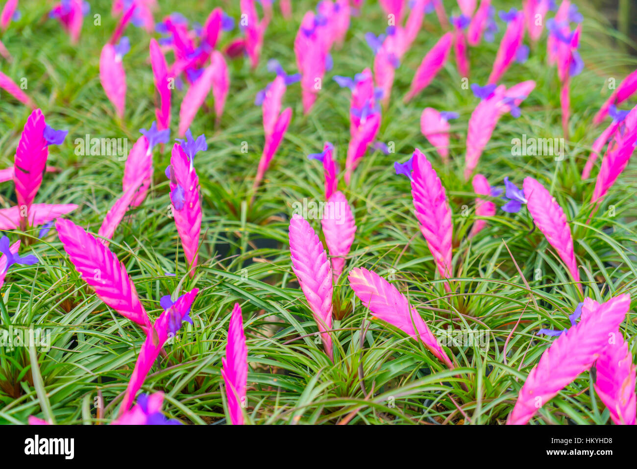 Beautiful orchid field Stock Photo - Alamy