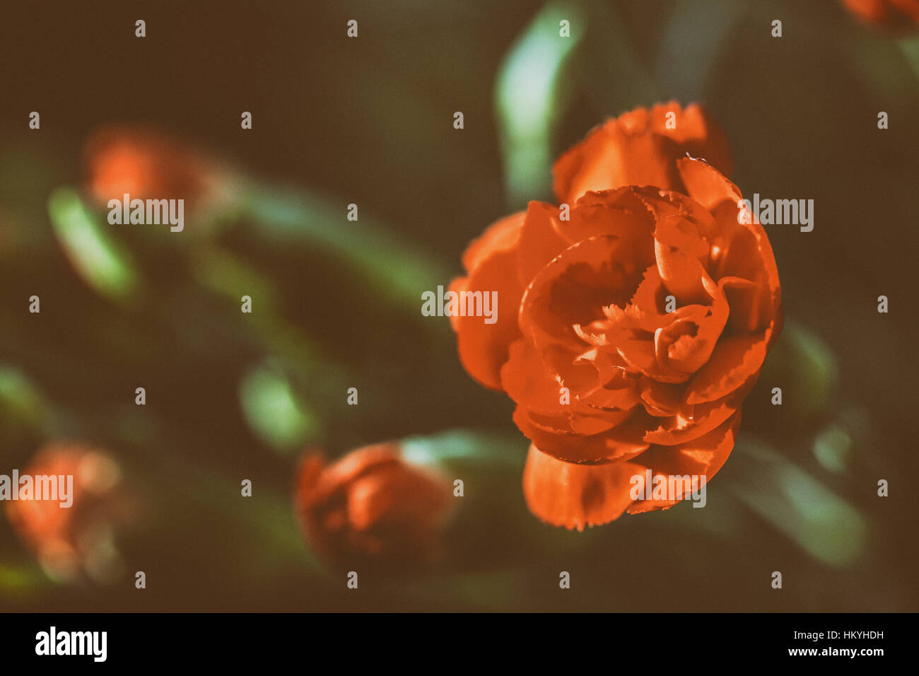 Faded Red Roses High Resolution Stock Photography and Images - Alamy