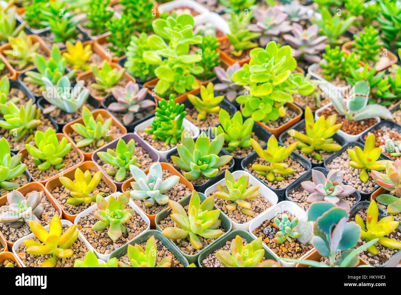 Beautiful small cactus field Stock Photo - Alamy