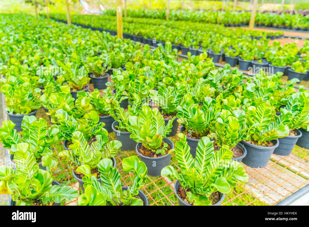 Green Asplenium in garden Stock Photo - Alamy