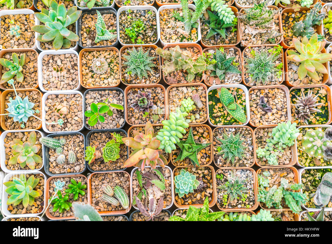 Beautiful small cactus field Stock Photo - Alamy