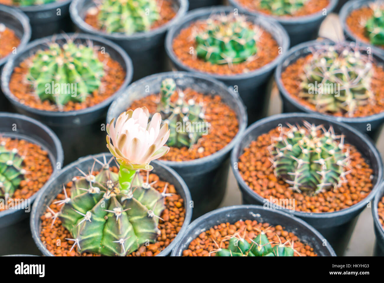Beautiful small cactus field Stock Photo - Alamy