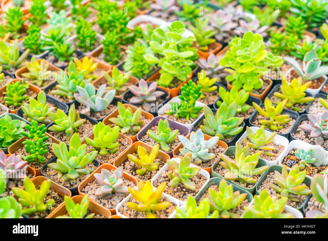 Beautiful small cactus field Stock Photo - Alamy