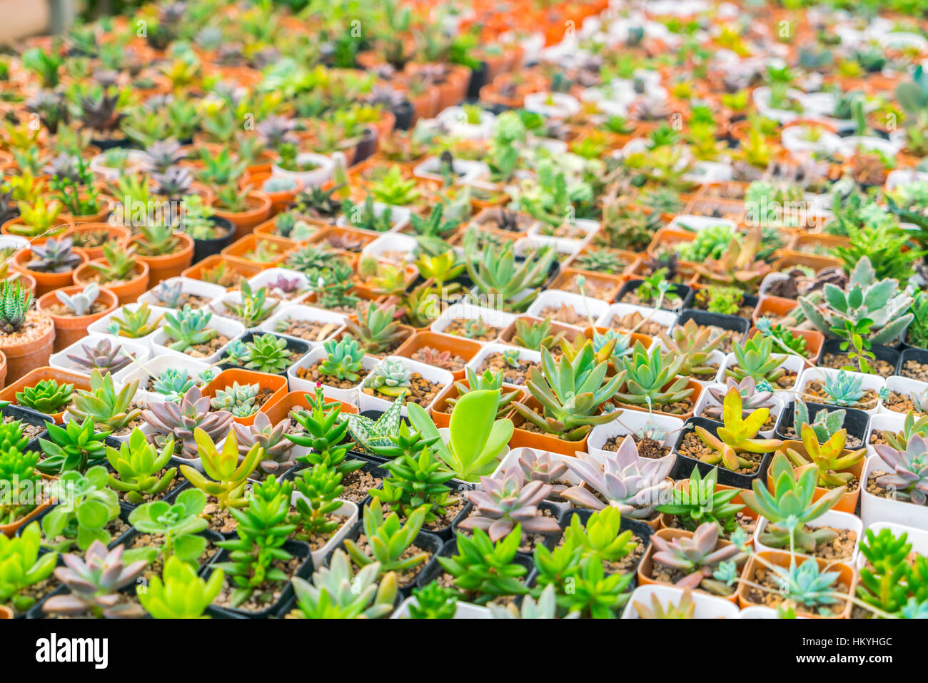 Beautiful small cactus field Stock Photo - Alamy