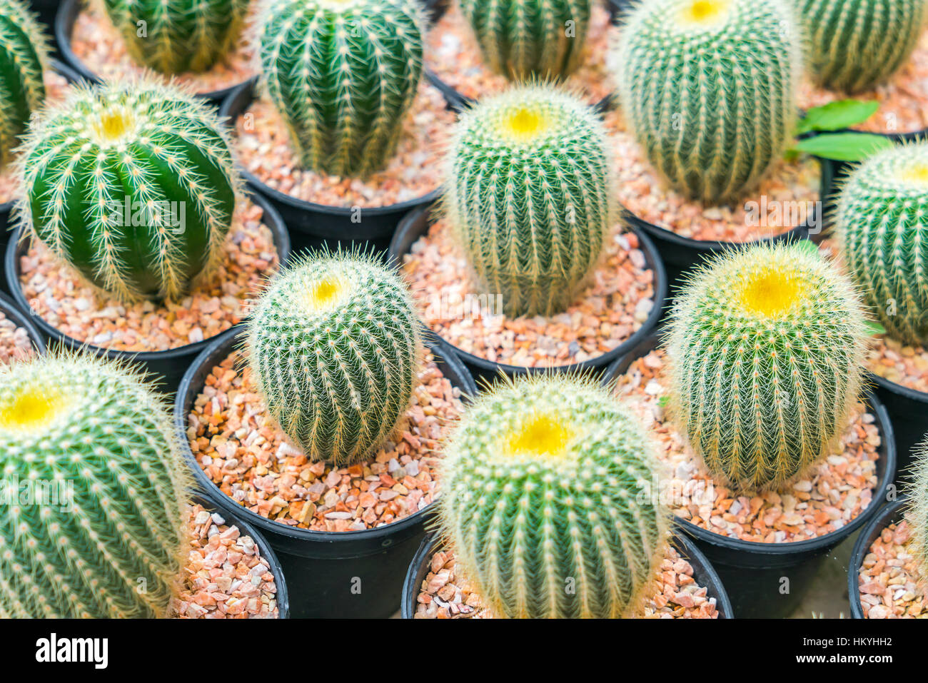 Beautiful small cactus field Stock Photo - Alamy