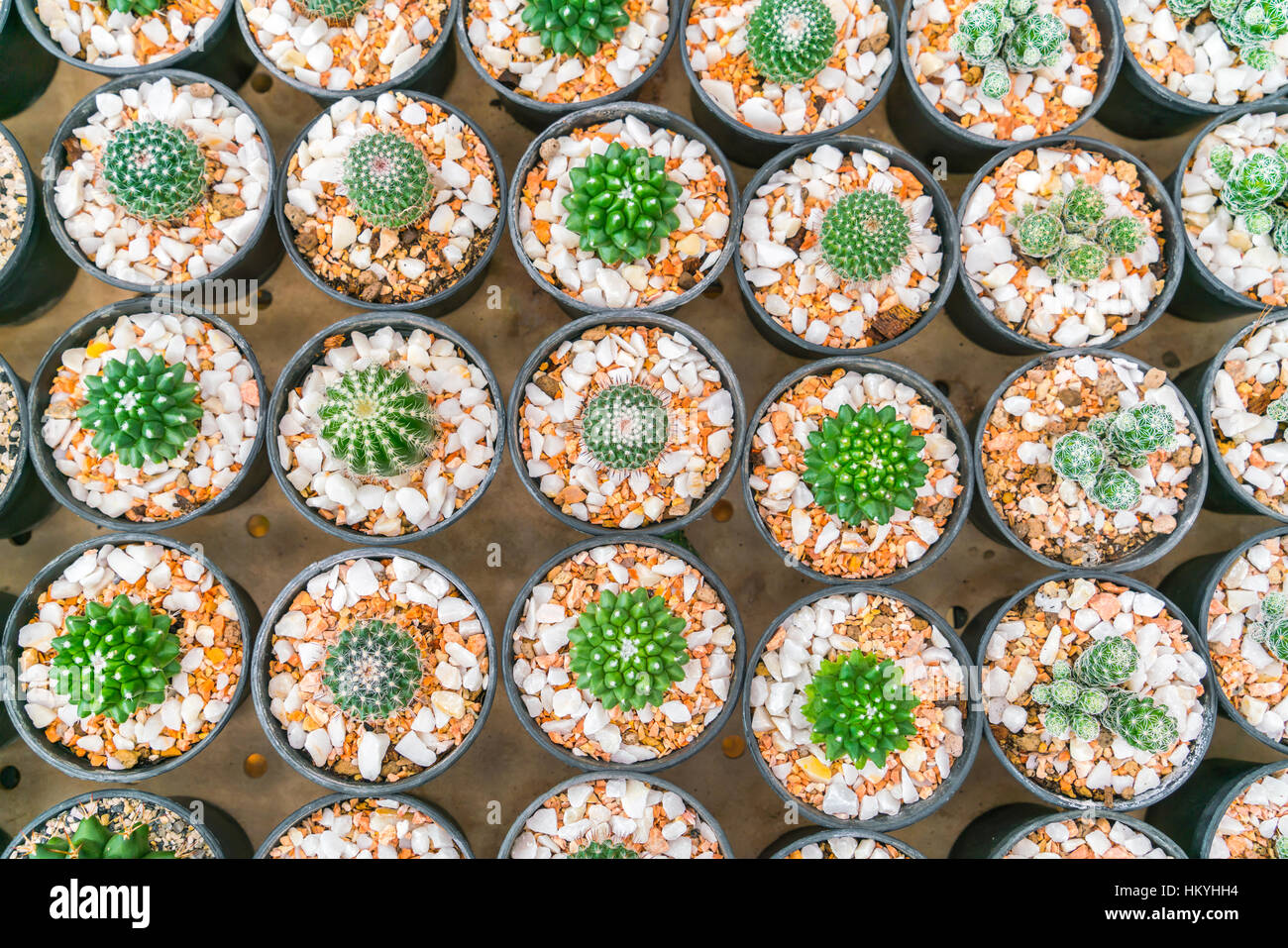Beautiful small cactus field Stock Photo - Alamy