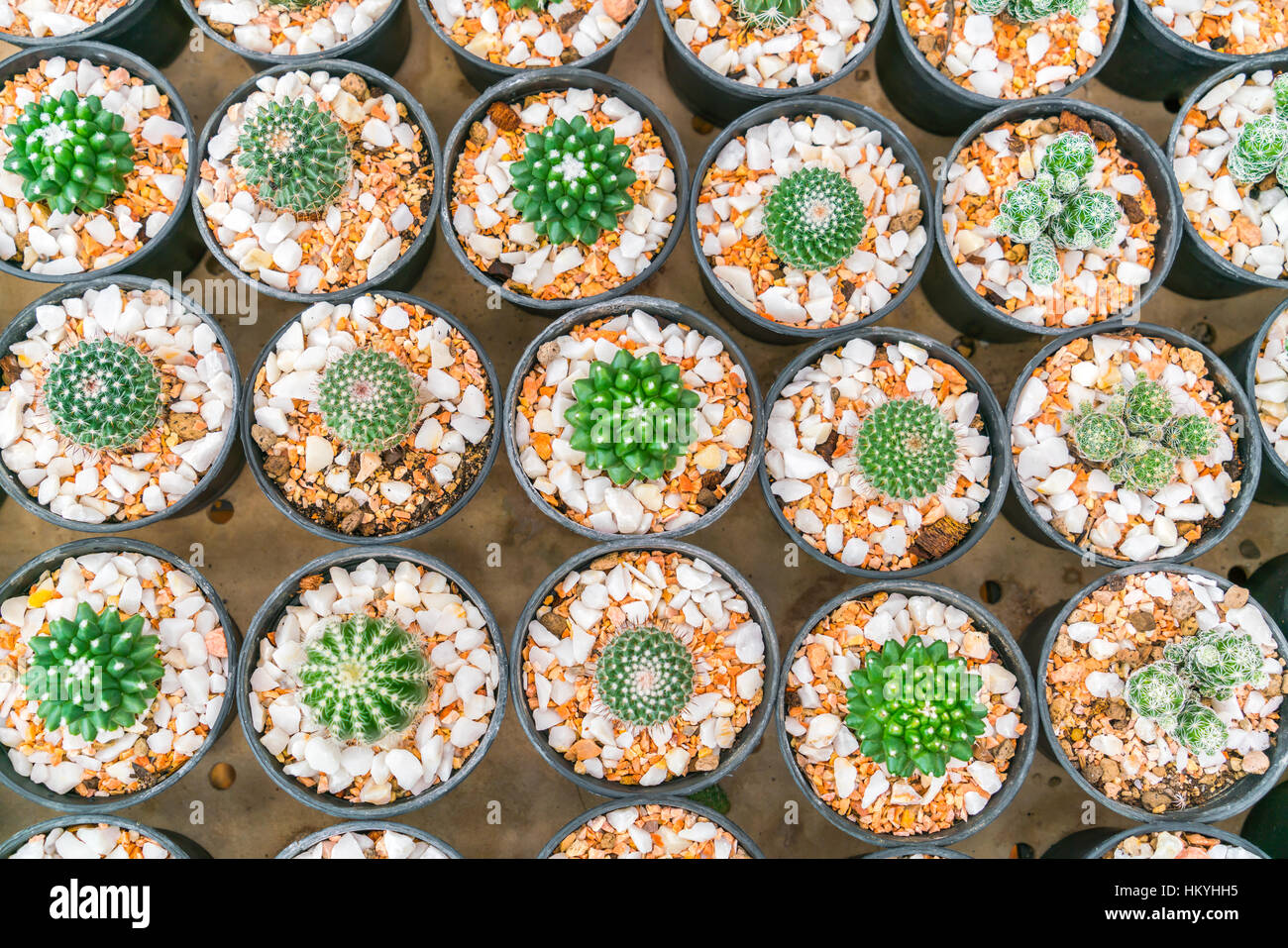 Beautiful small cactus field Stock Photo - Alamy
