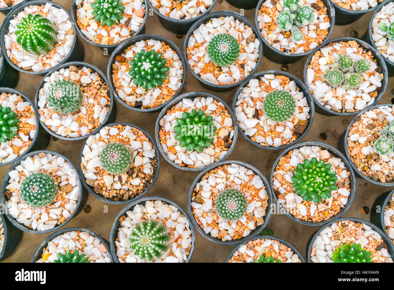 Beautiful small cactus field Stock Photo - Alamy
