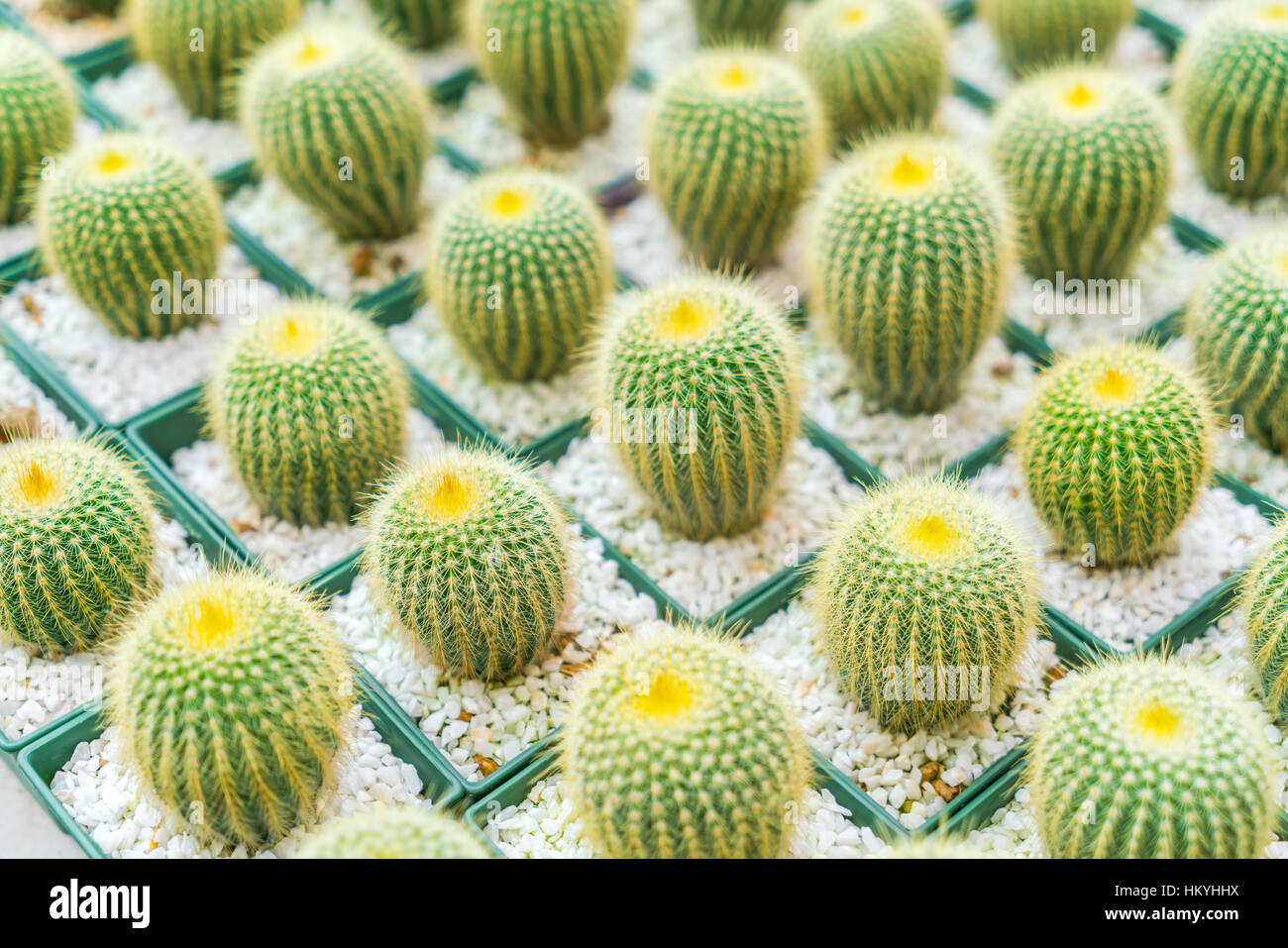 Beautiful small cactus field Stock Photo - Alamy