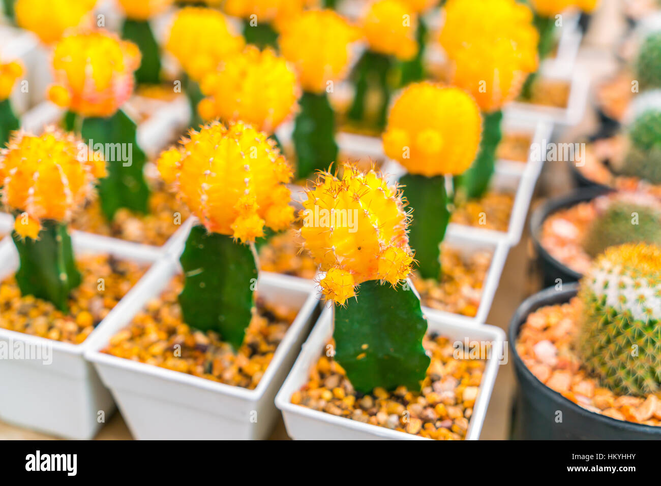 Beautiful small cactus field Stock Photo - Alamy