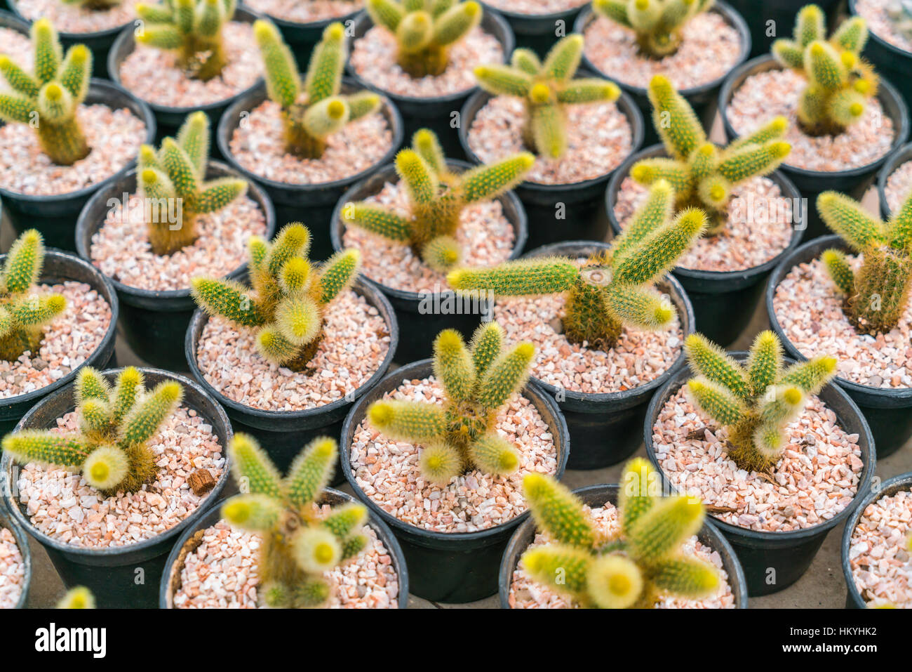 Beautiful small cactus field Stock Photo - Alamy