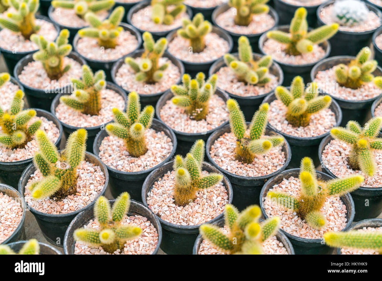 Beautiful small cactus field Stock Photo - Alamy