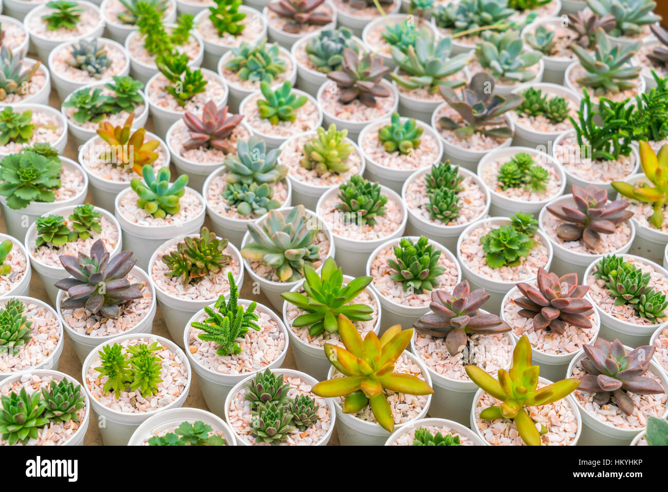 Beautiful small cactus field Stock Photo - Alamy