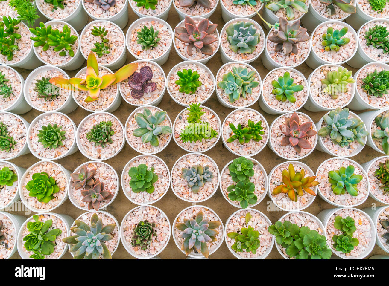 Beautiful small cactus field Stock Photo - Alamy
