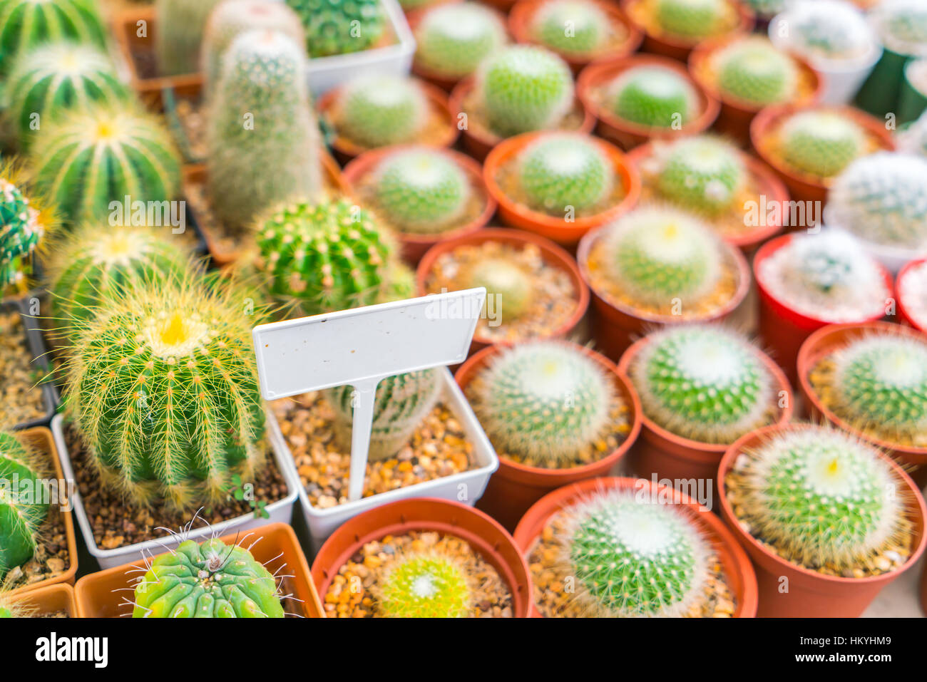 Beautiful small cactus field Stock Photo - Alamy