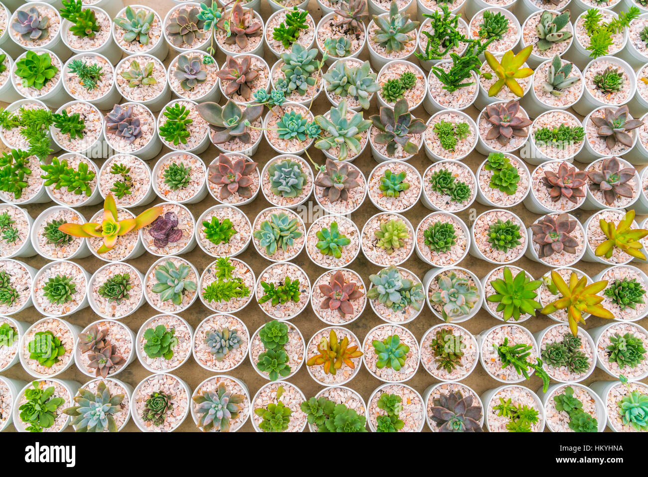 Beautiful small cactus field Stock Photo - Alamy