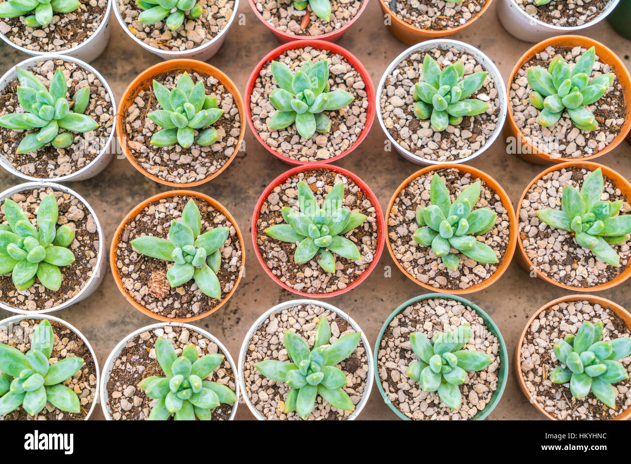 Beautiful small cactus field Stock Photo - Alamy