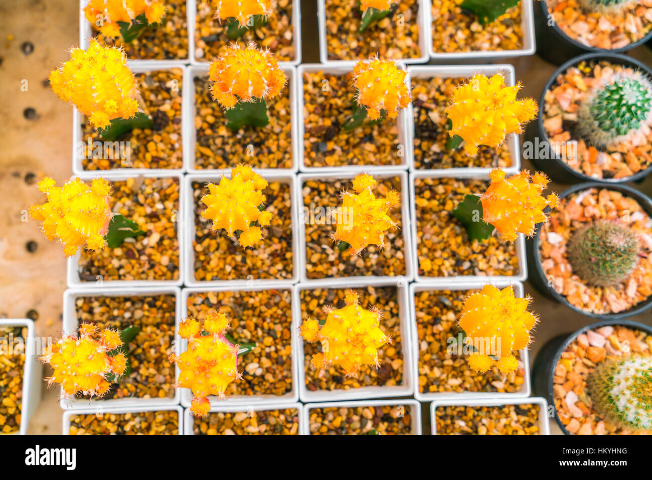 Beautiful small cactus field Stock Photo - Alamy