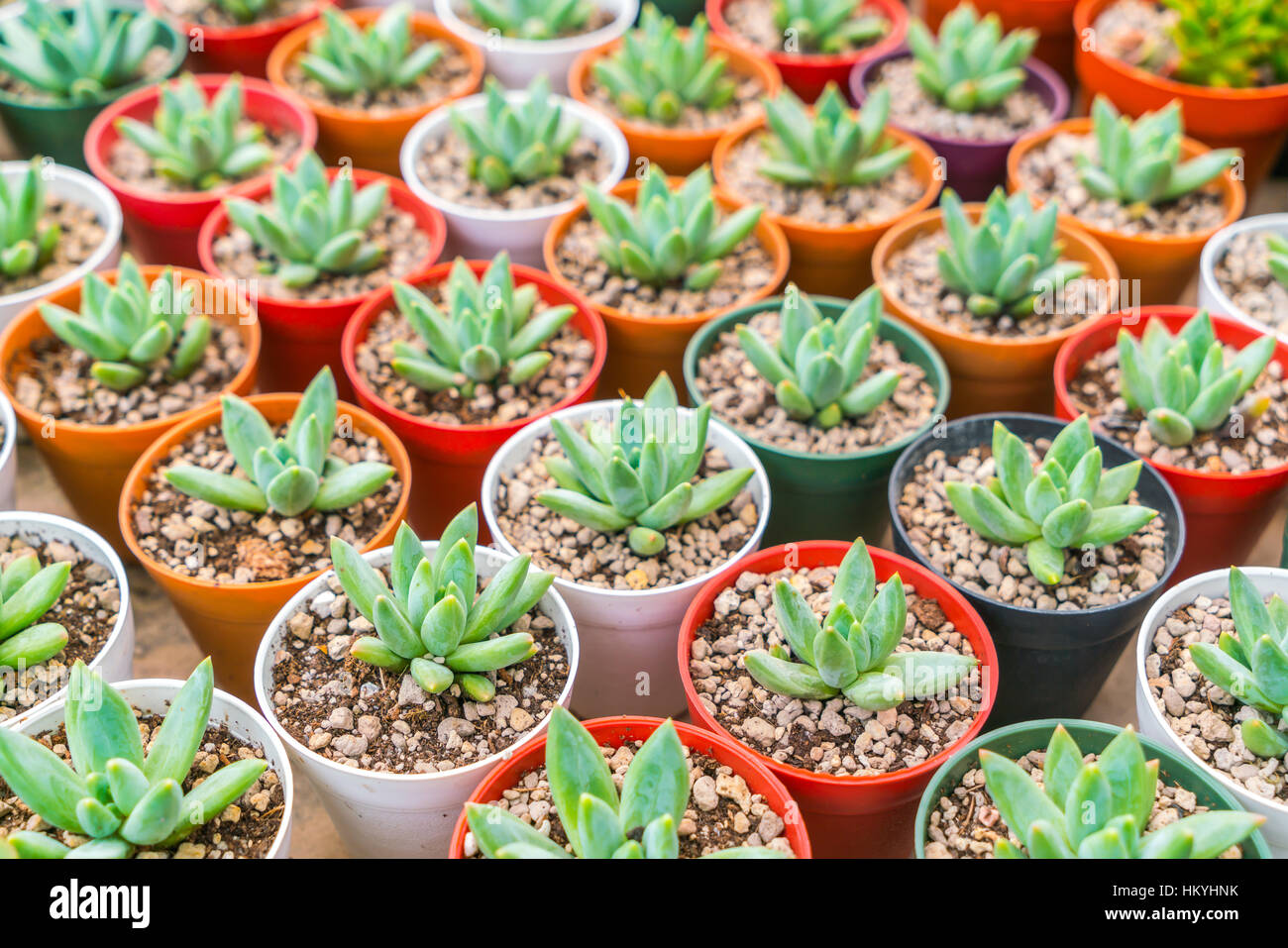 Beautiful small cactus field Stock Photo - Alamy