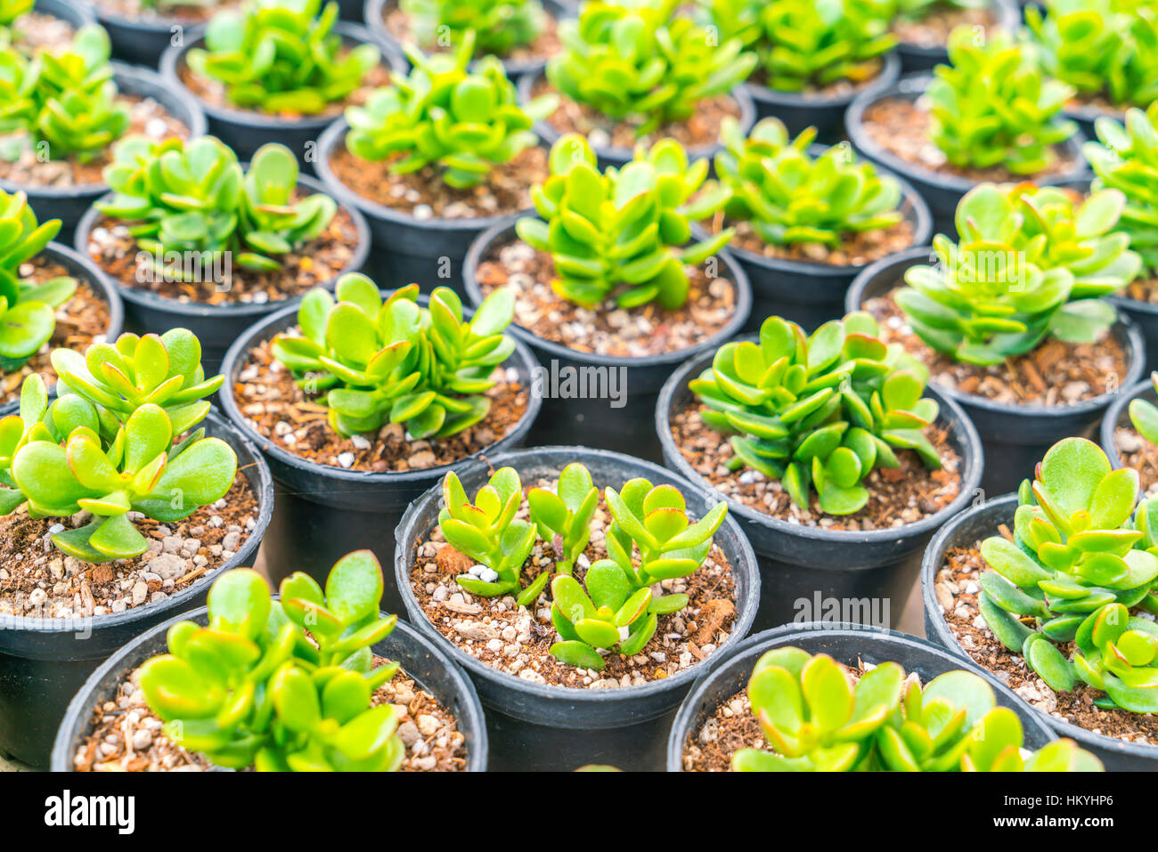 Beautiful small cactus field Stock Photo - Alamy