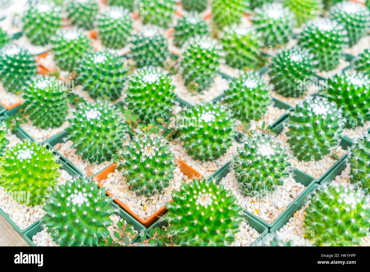 Beautiful small cactus field Stock Photo - Alamy