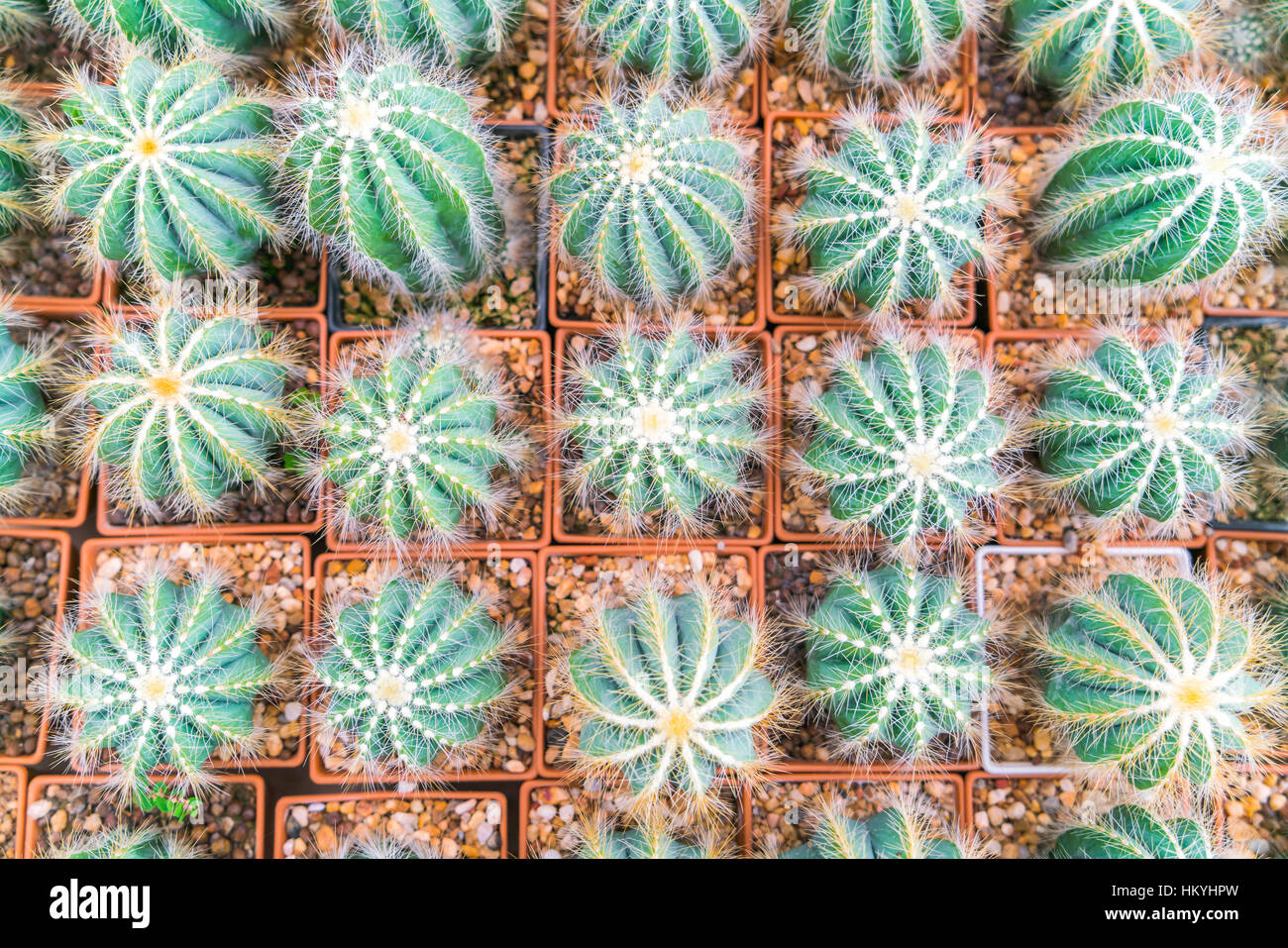 Beautiful small cactus field Stock Photo - Alamy