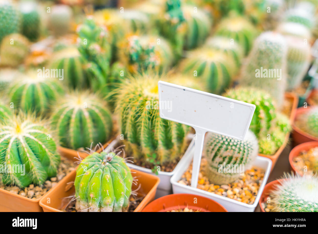 Beautiful small cactus field Stock Photo - Alamy