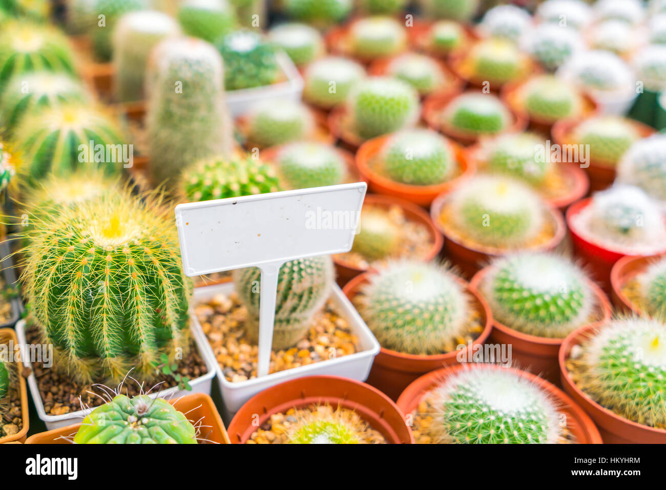 Beautiful small cactus field Stock Photo - Alamy