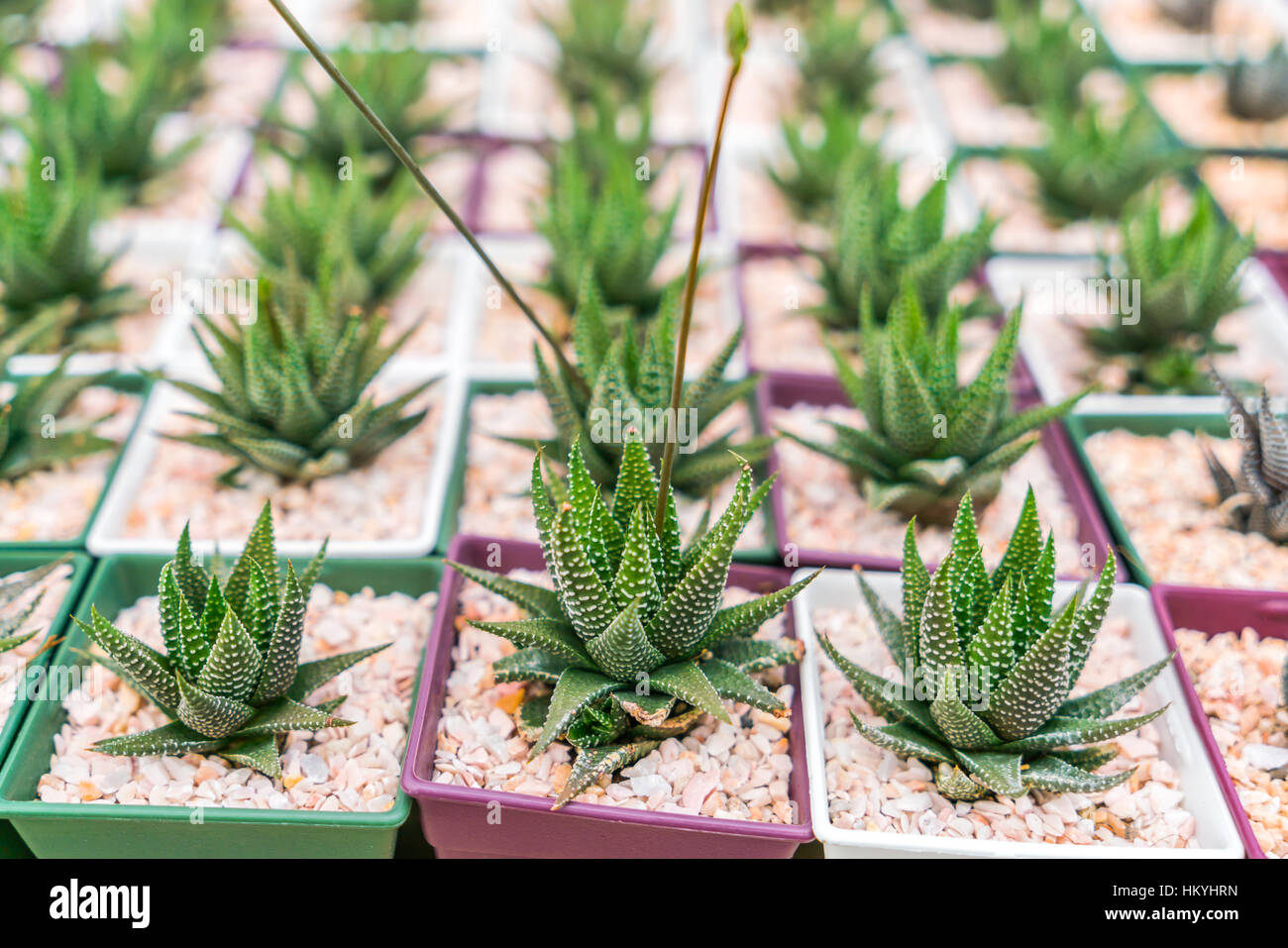 Beautiful small cactus field Stock Photo - Alamy