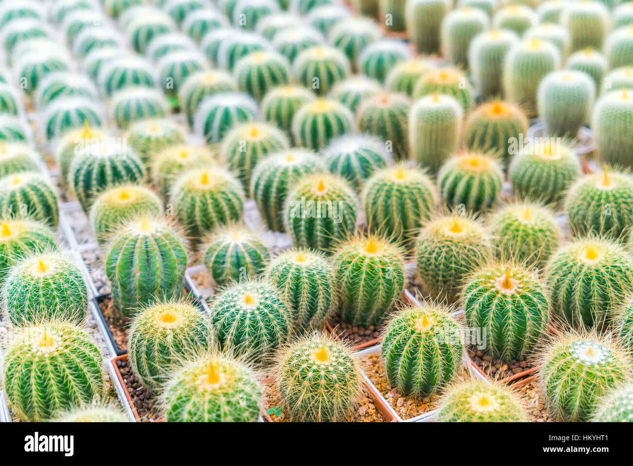 Beautiful small cactus field Stock Photo - Alamy