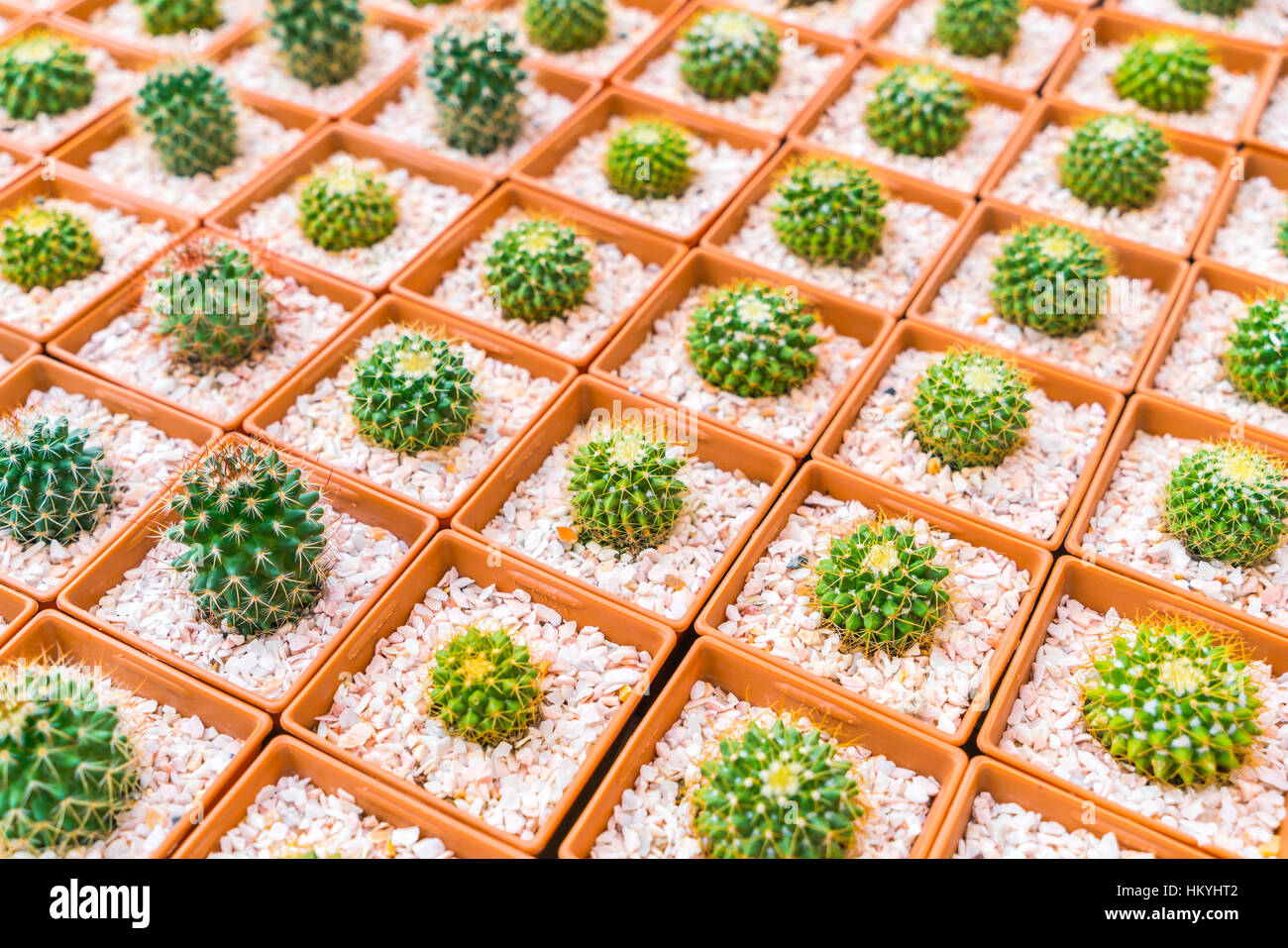 Beautiful small cactus field Stock Photo - Alamy