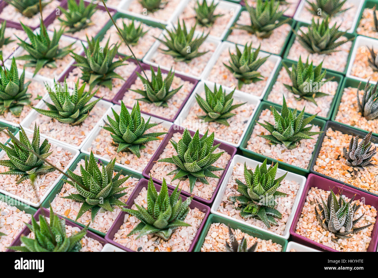Beautiful small cactus field Stock Photo - Alamy