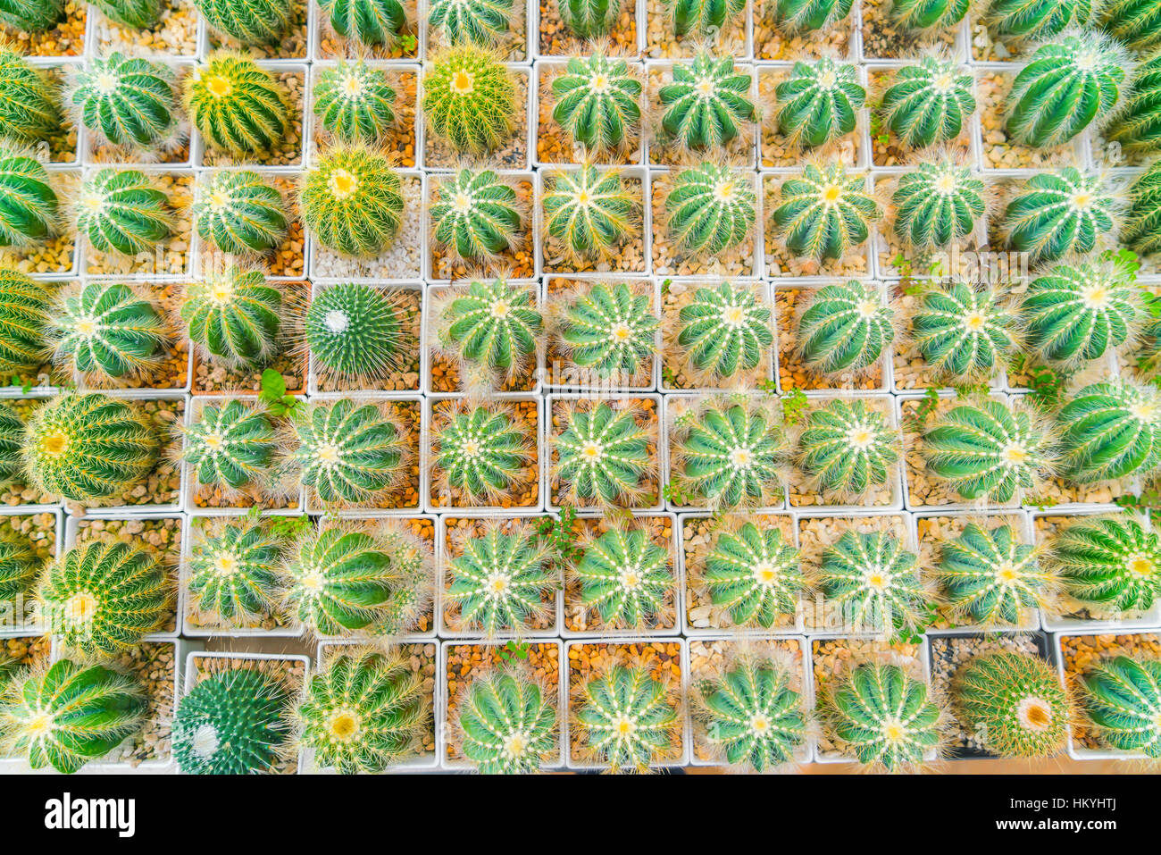 Beautiful small cactus field Stock Photo - Alamy