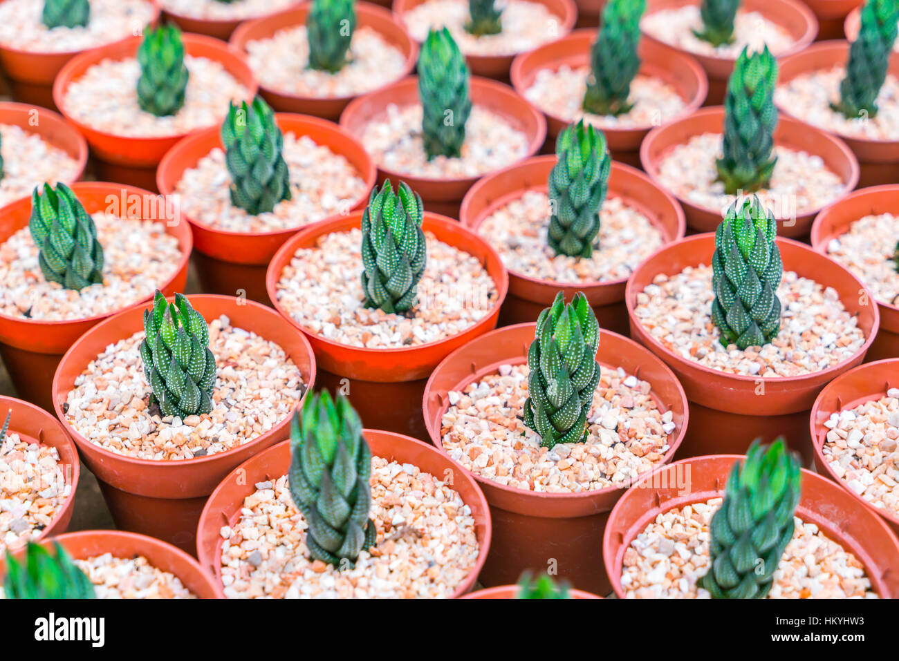 Beautiful small cactus field Stock Photo - Alamy
