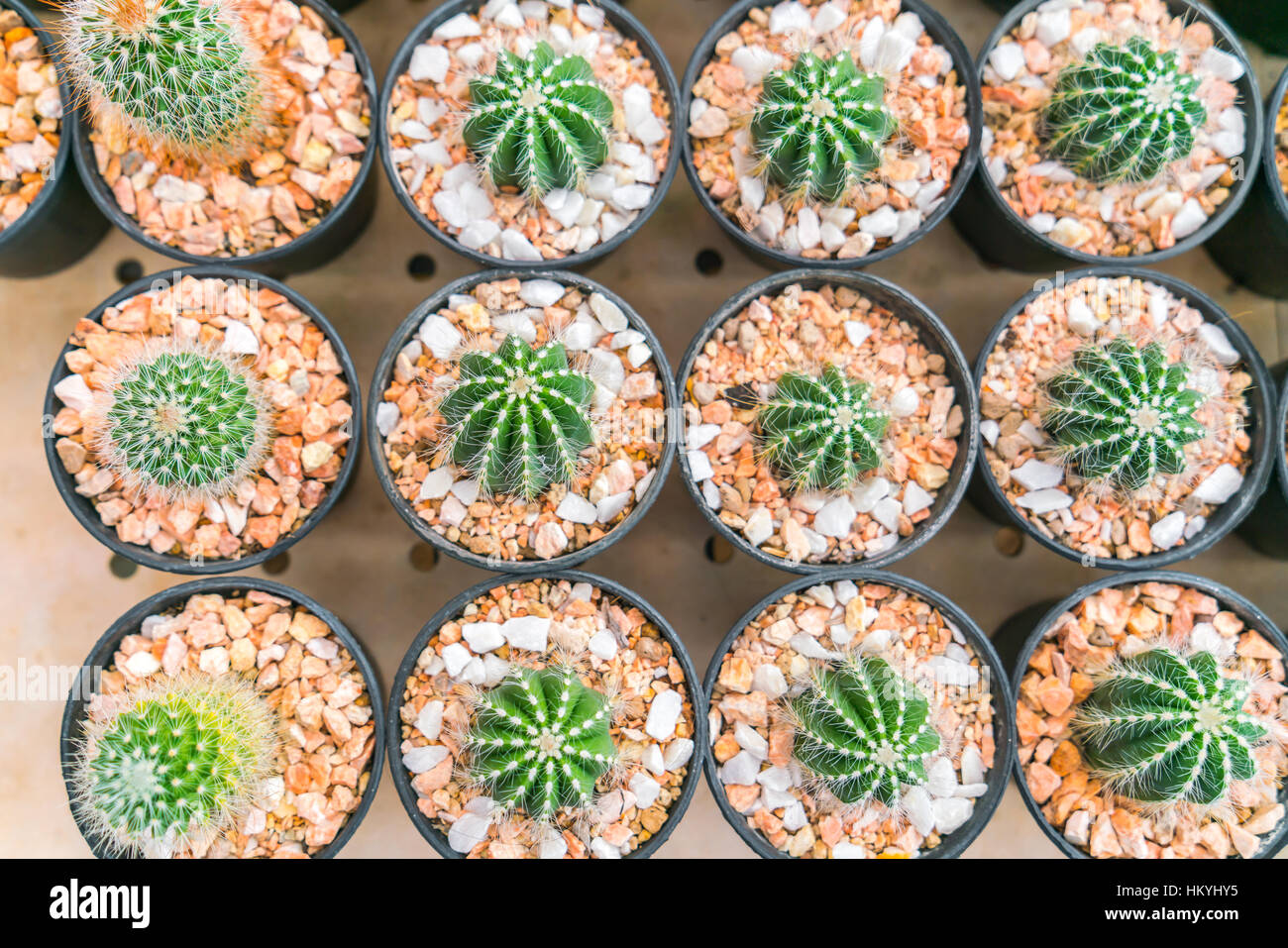 Beautiful small cactus field Stock Photo - Alamy