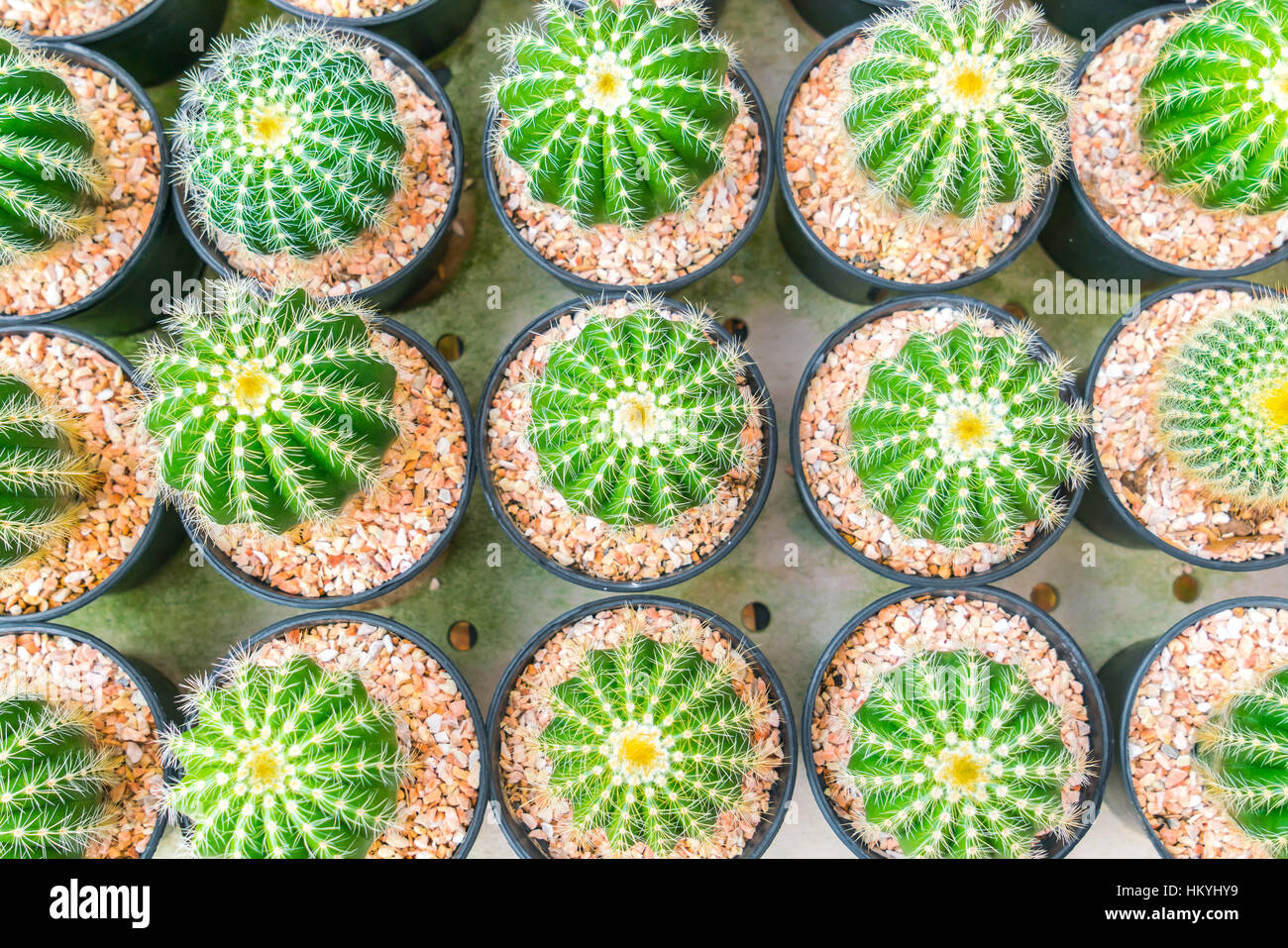 Beautiful small cactus field Stock Photo - Alamy