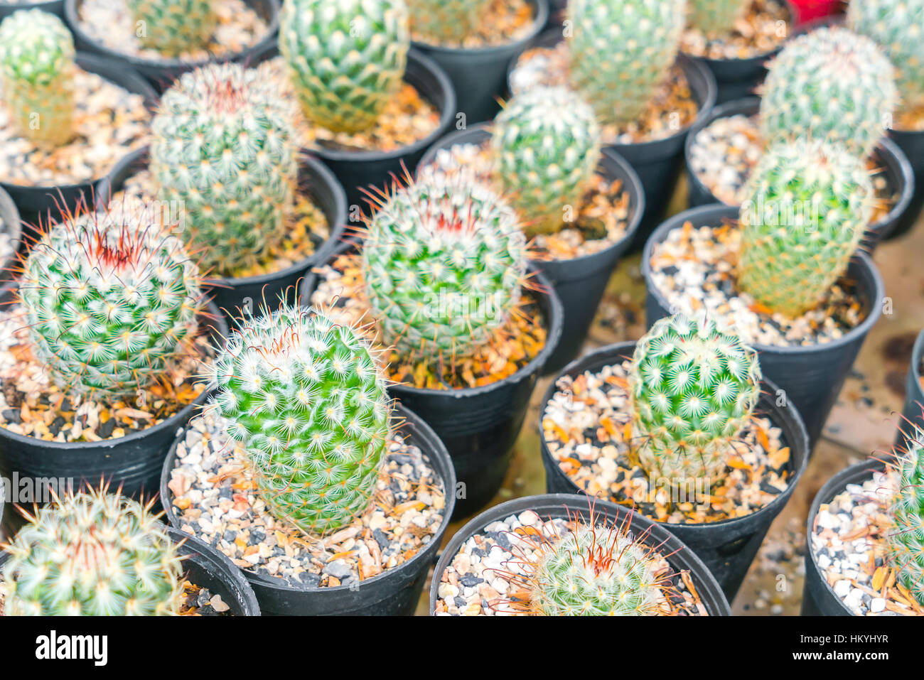 Beautiful small cactus field Stock Photo - Alamy