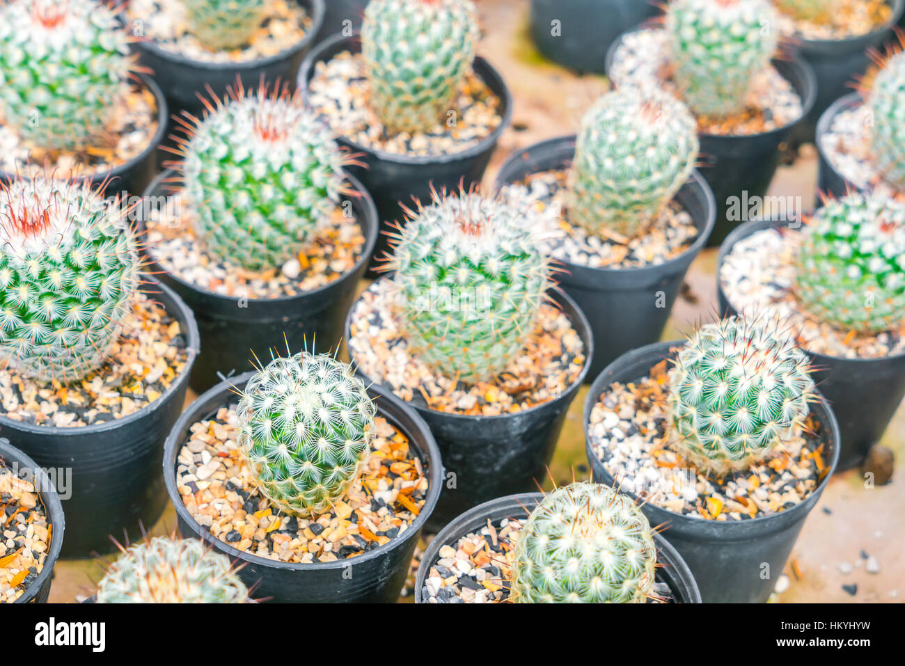 Beautiful small cactus field Stock Photo - Alamy