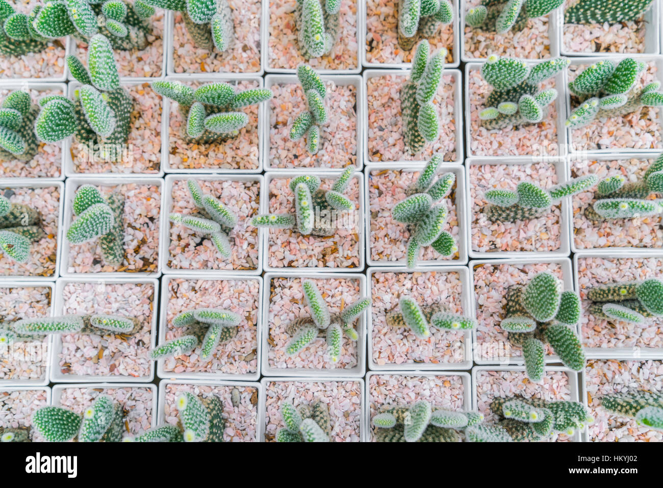 Beautiful small cactus field Stock Photo - Alamy
