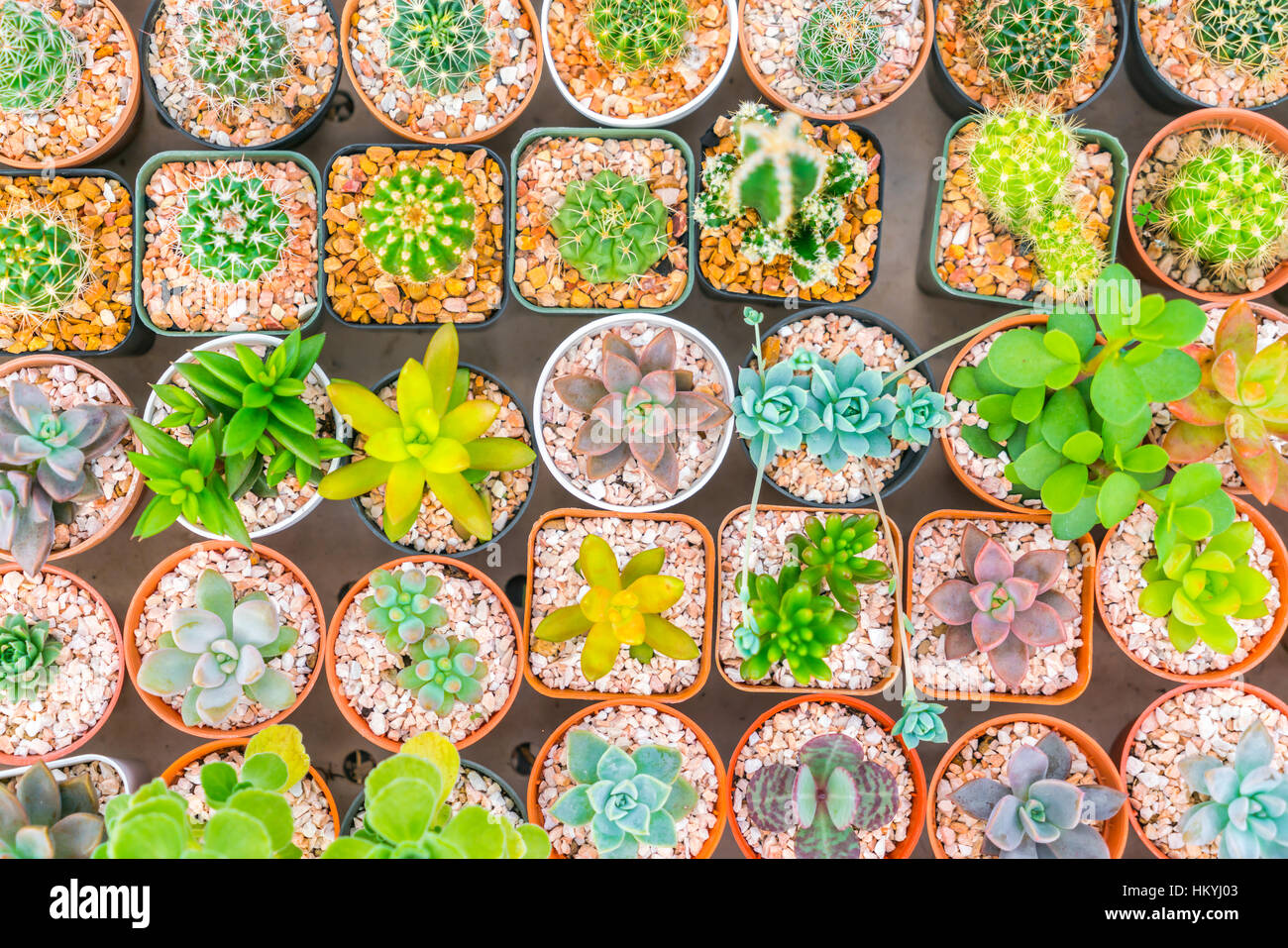 Beautiful small cactus field Stock Photo - Alamy