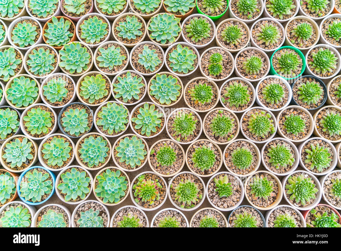 Beautiful small cactus field Stock Photo - Alamy