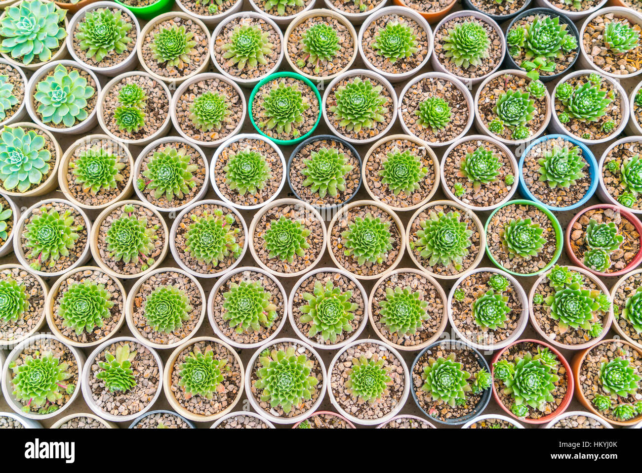 Beautiful small cactus field Stock Photo - Alamy