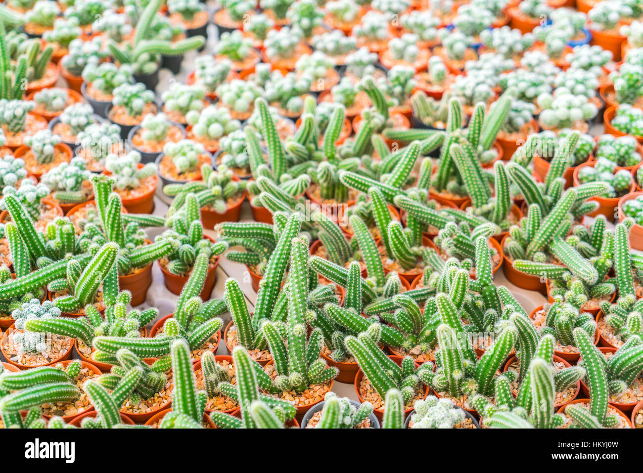 Beautiful small cactus field Stock Photo - Alamy