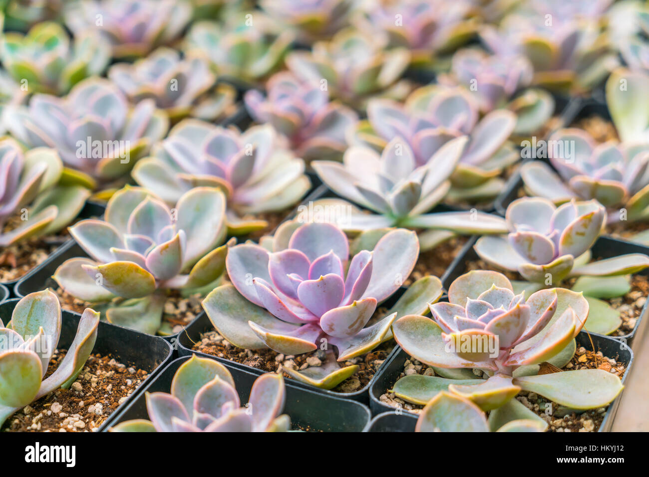 Beautiful small cactus field Stock Photo - Alamy