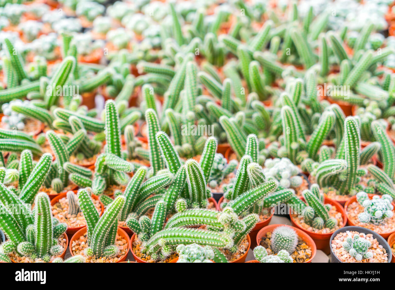 Beautiful small cactus field Stock Photo - Alamy
