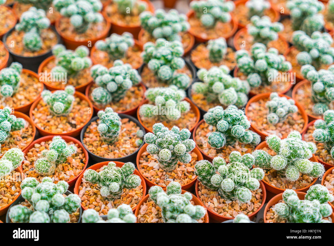 Beautiful small cactus field Stock Photo - Alamy