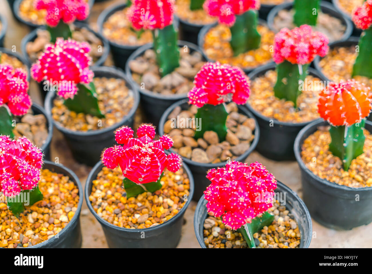 Beautiful small cactus field Stock Photo - Alamy