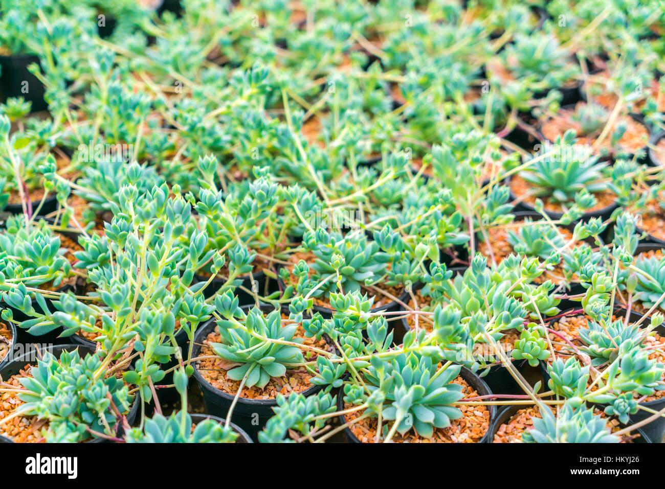 Beautiful small cactus field Stock Photo - Alamy