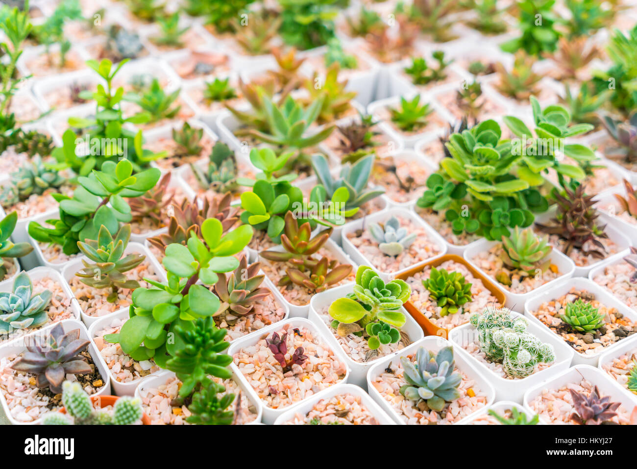 Beautiful small cactus field Stock Photo - Alamy