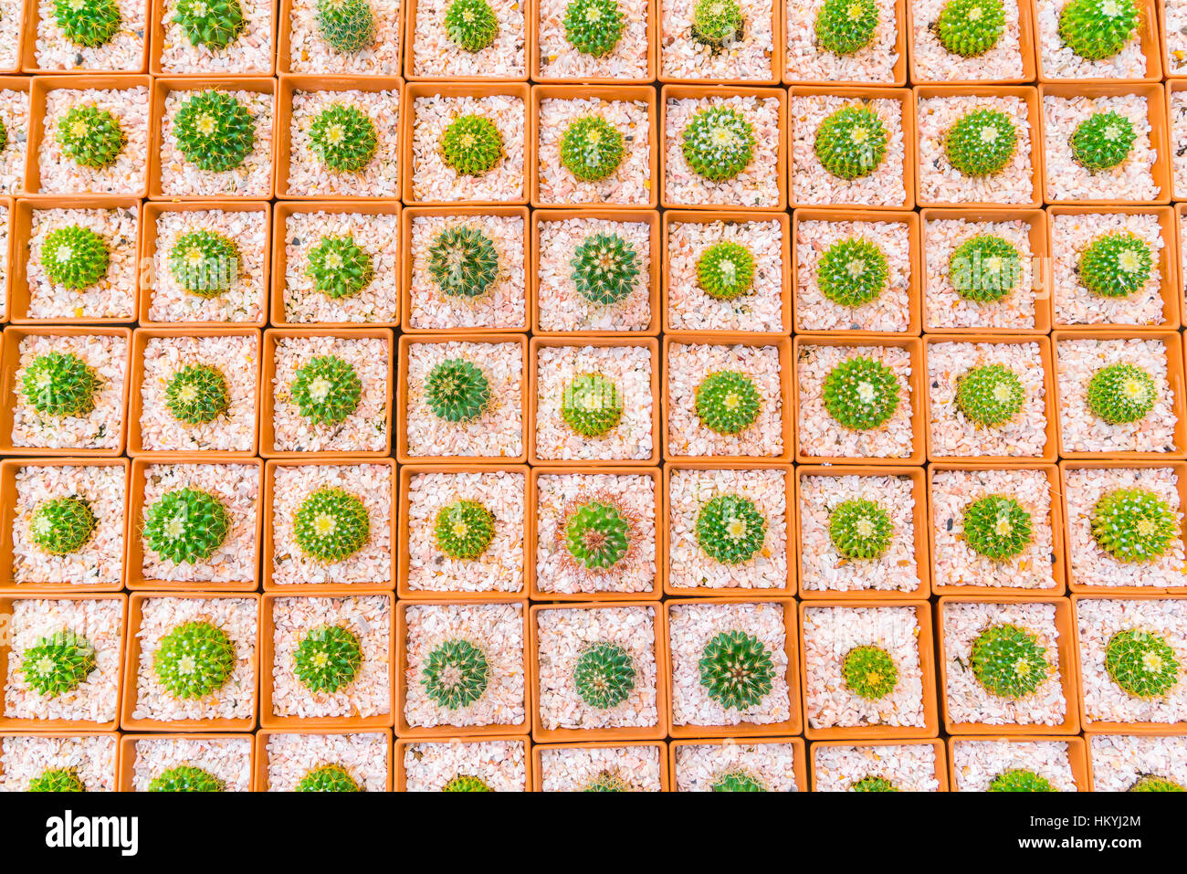 Beautiful small cactus field Stock Photo - Alamy